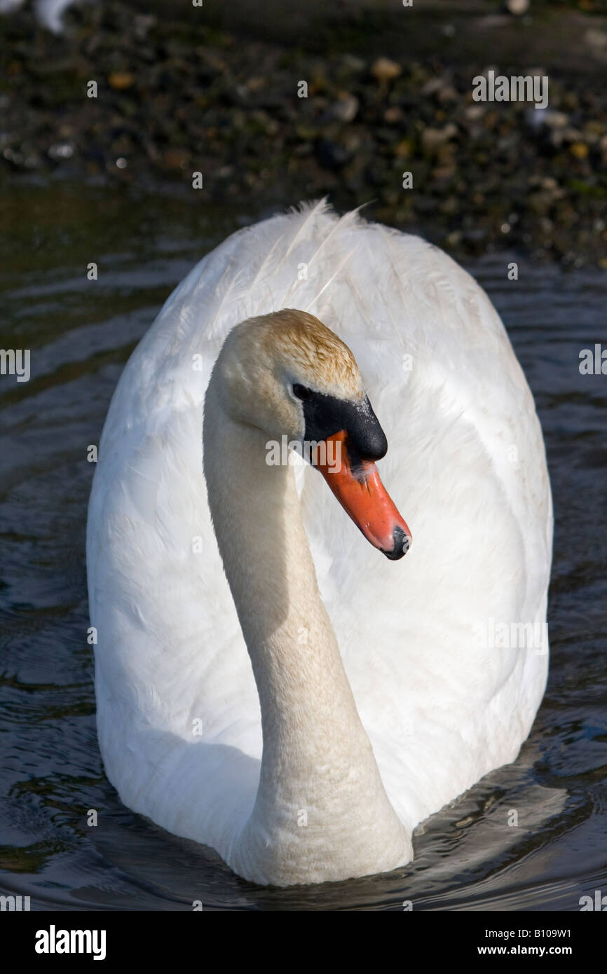 Swan from the front hi-res stock photography and images - Alamy