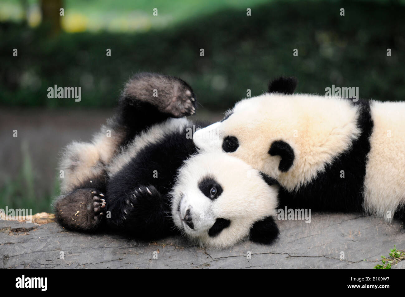 China Sichuan Wolong Panda Reserve Unesco World Heritage site Stock ...
