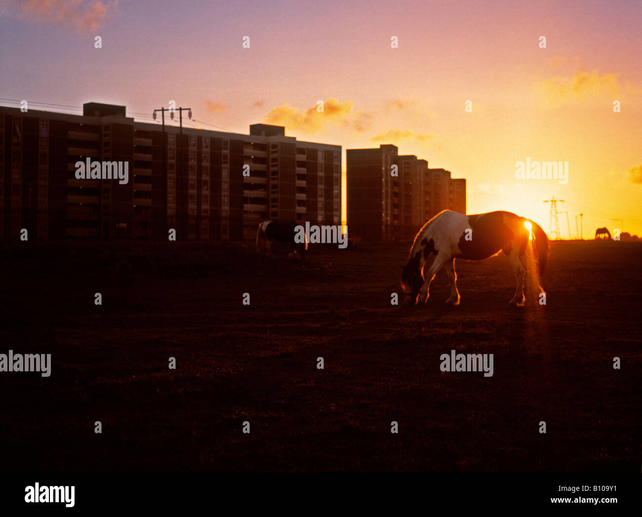 Ballymun Flats, Ballymun, Dublin, County Dublin, Ireland Stock Photo ...
