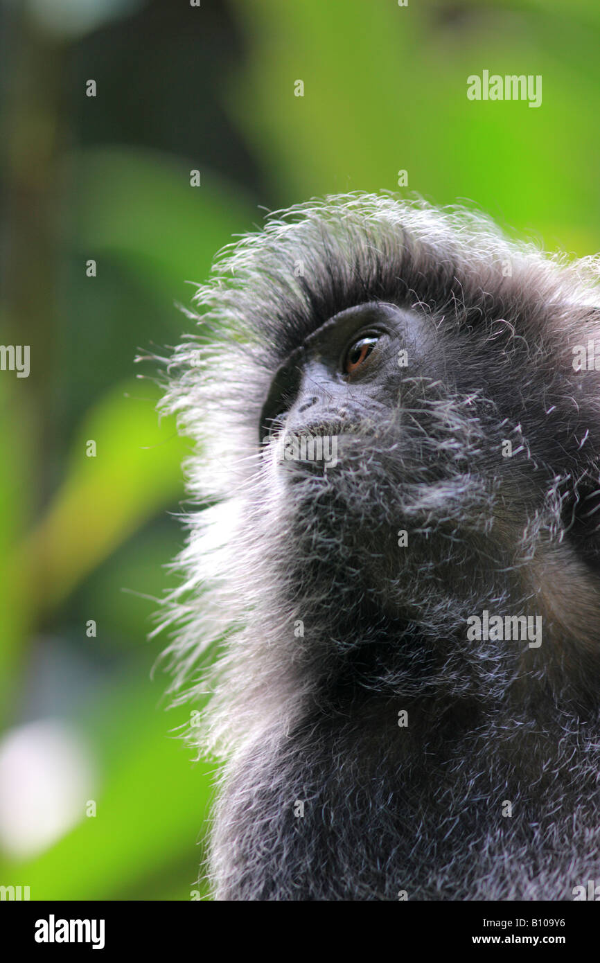 Close up portrait of a silvered langur (Trachypithecus cristatus) in ...