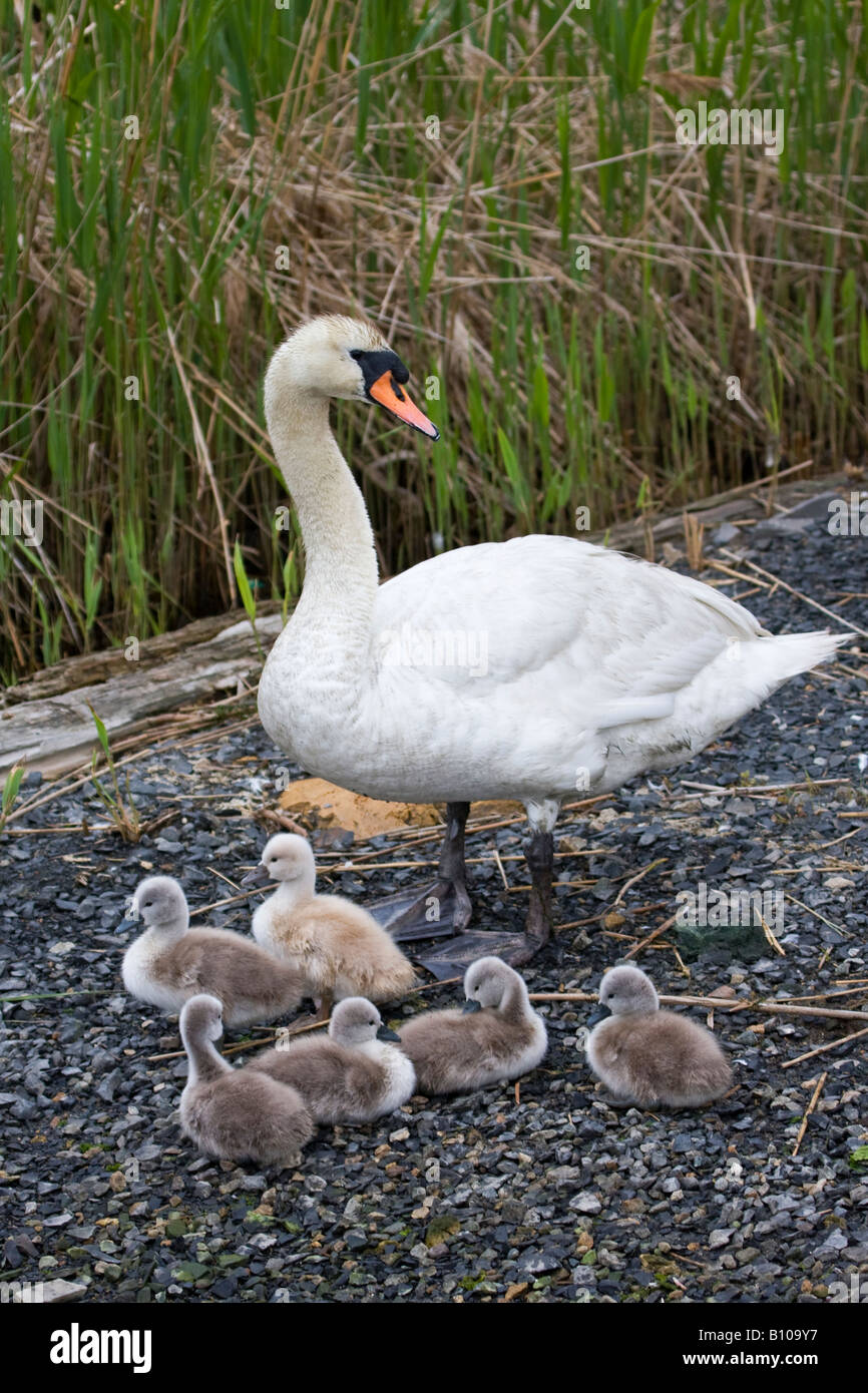 Swan goose with goslings hi-res stock photography and images - Alamy