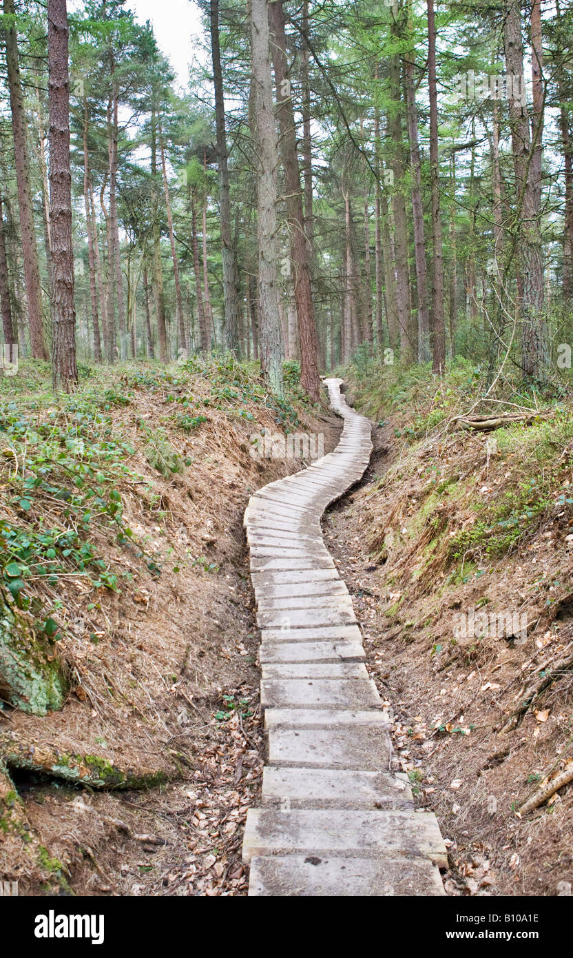 Wooden walkway in forest hi-res stock photography and images - Alamy