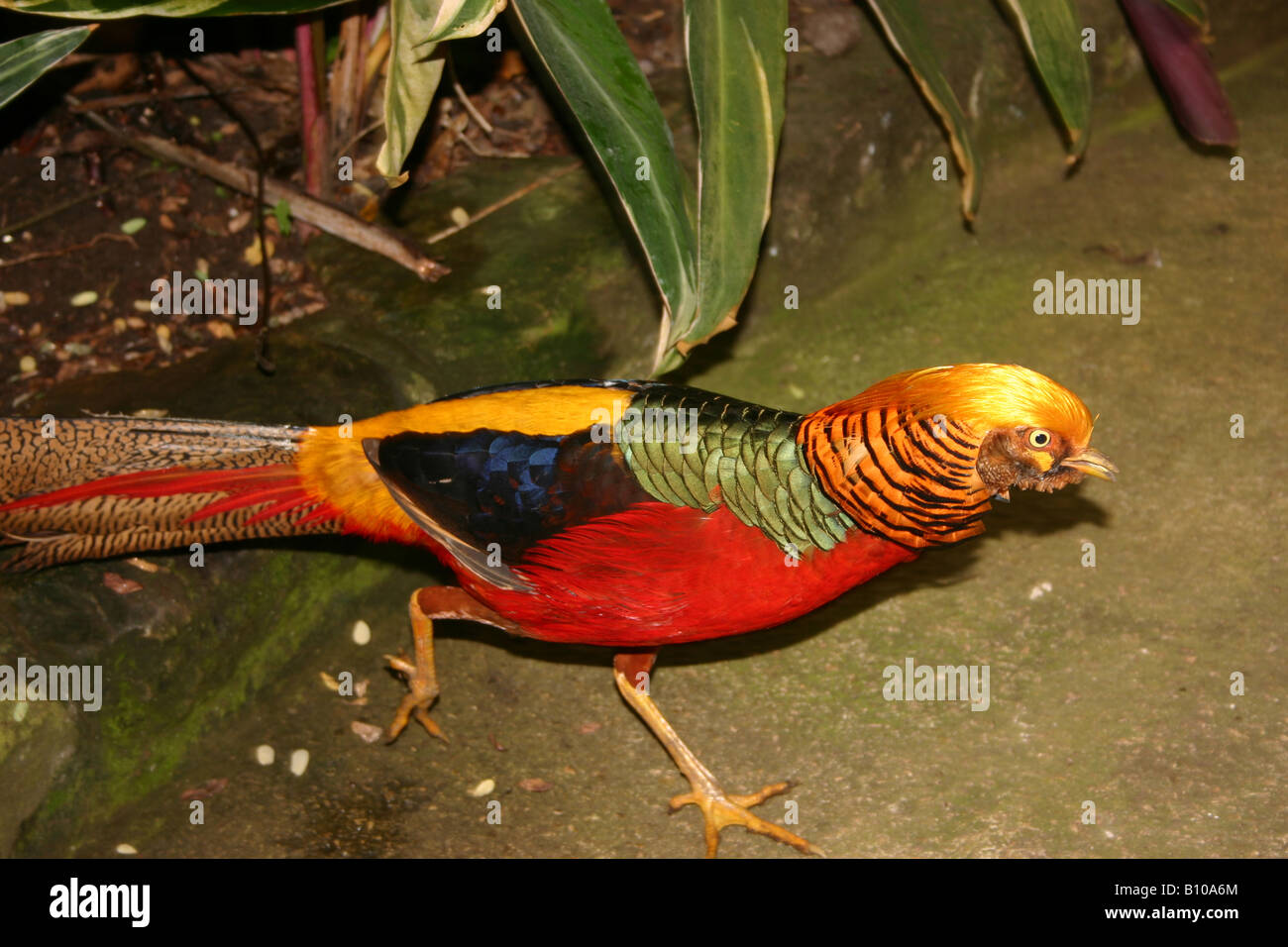 A male Golden Pheasant (Chrysolophus Pictus Stock Photo - Alamy