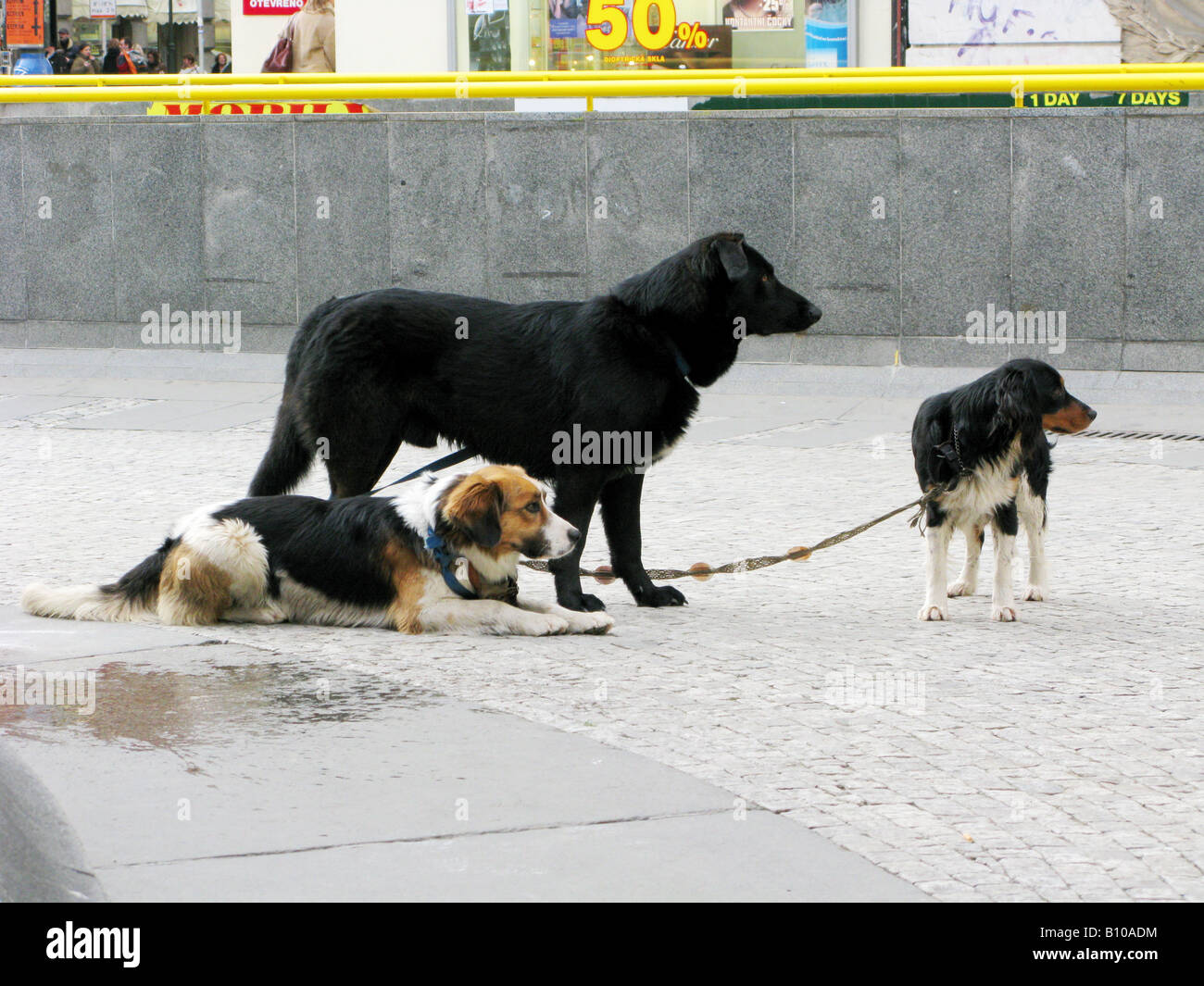 Three dogs 3 dogs hi-res stock photography and images - Alamy