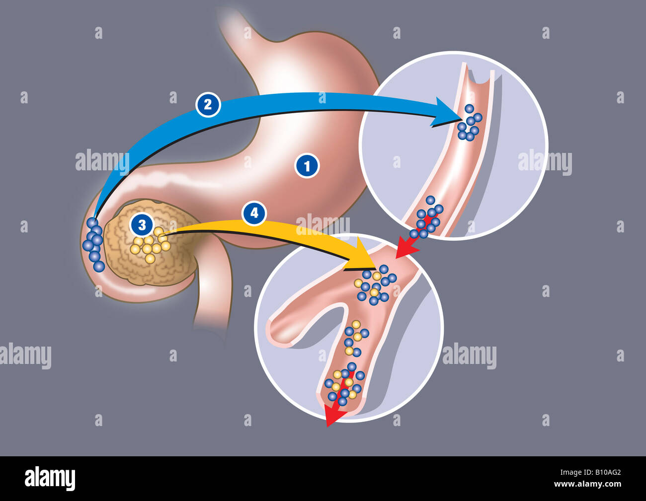 Gastro intestinal tract hi-res stock photography and images - Alamy