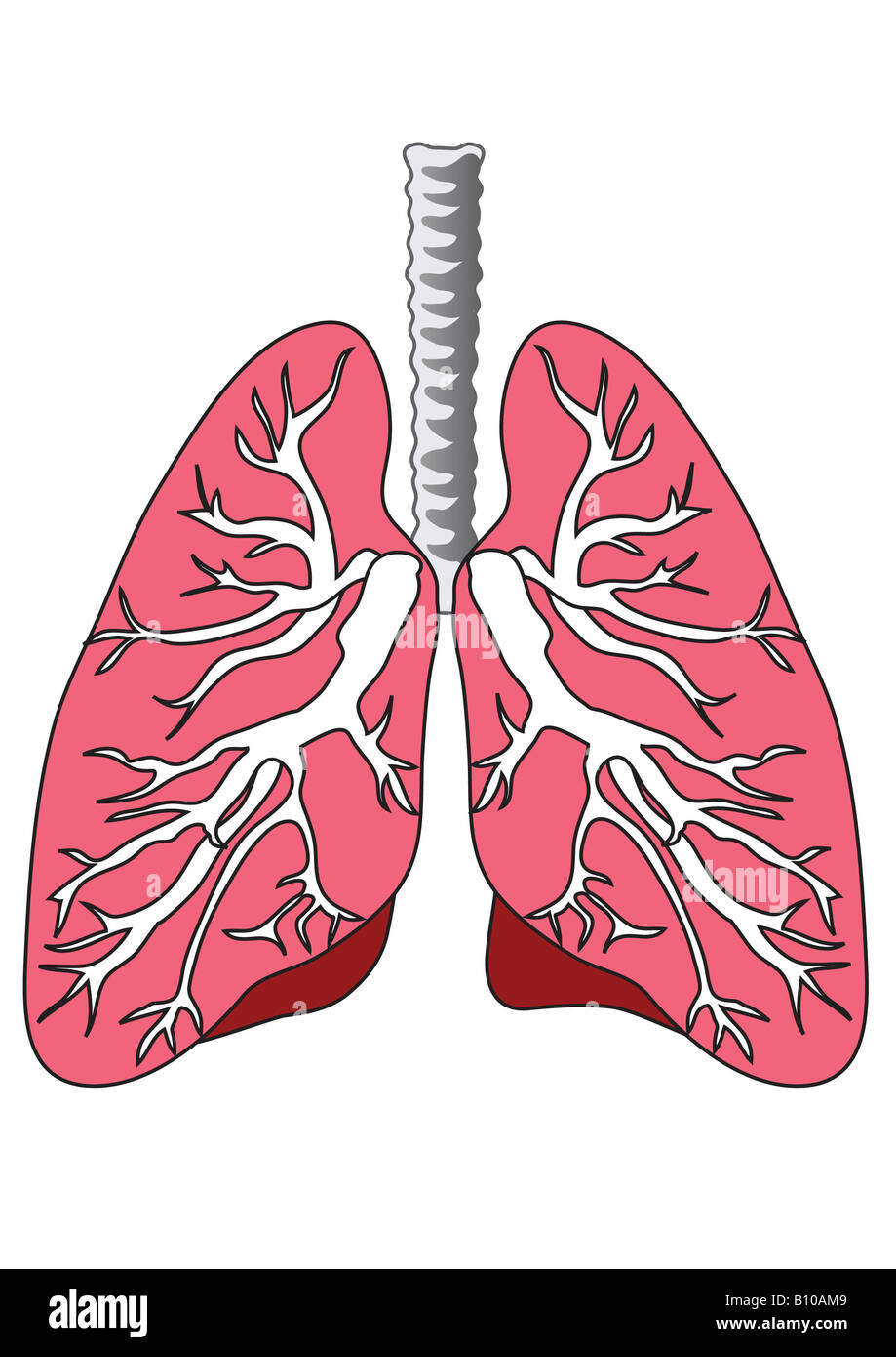 Lungs High Resolution Stock Photography and Images - Alamy