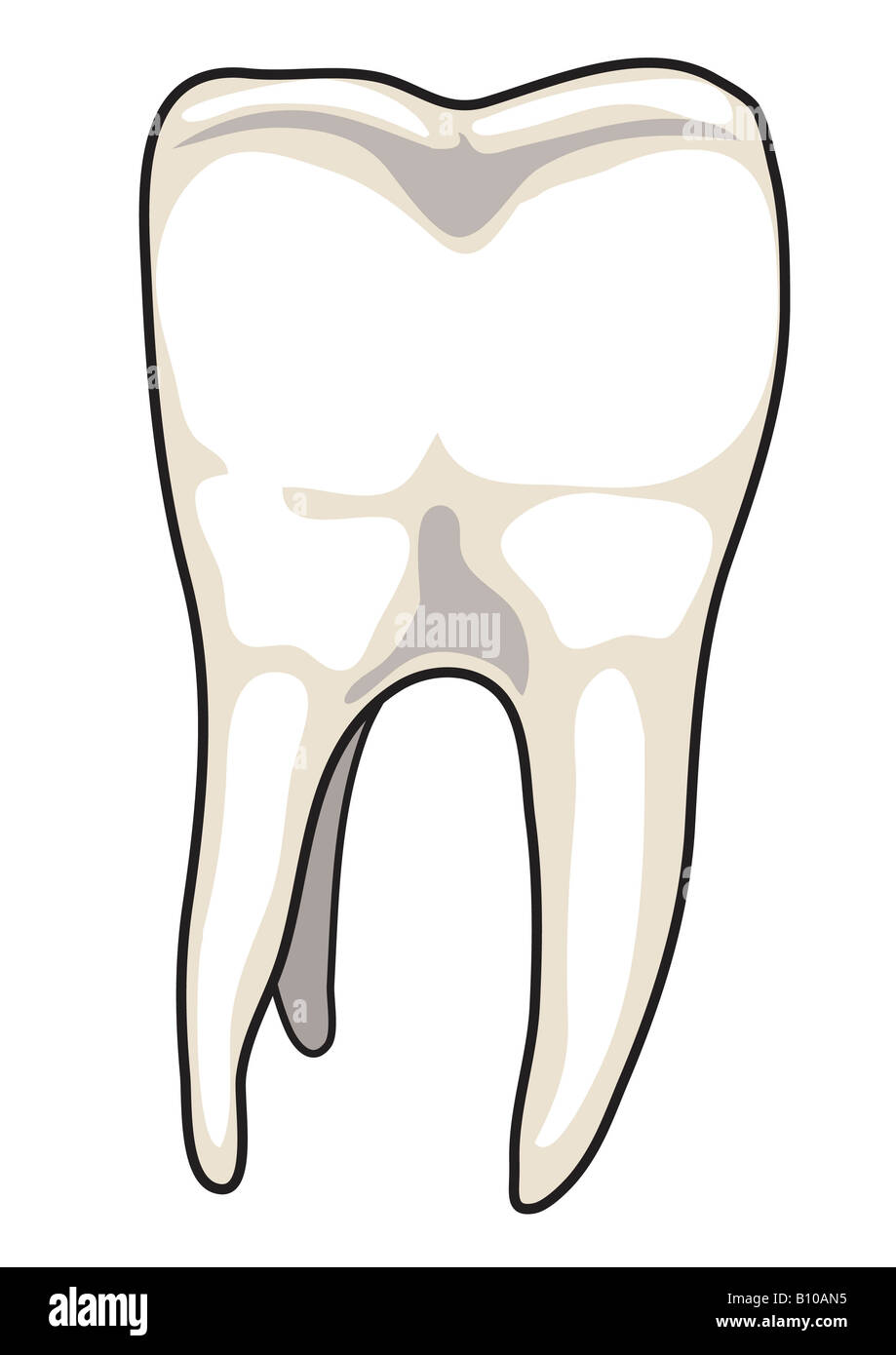 Tooth models Cut Out Stock Images & Pictures - Alamy