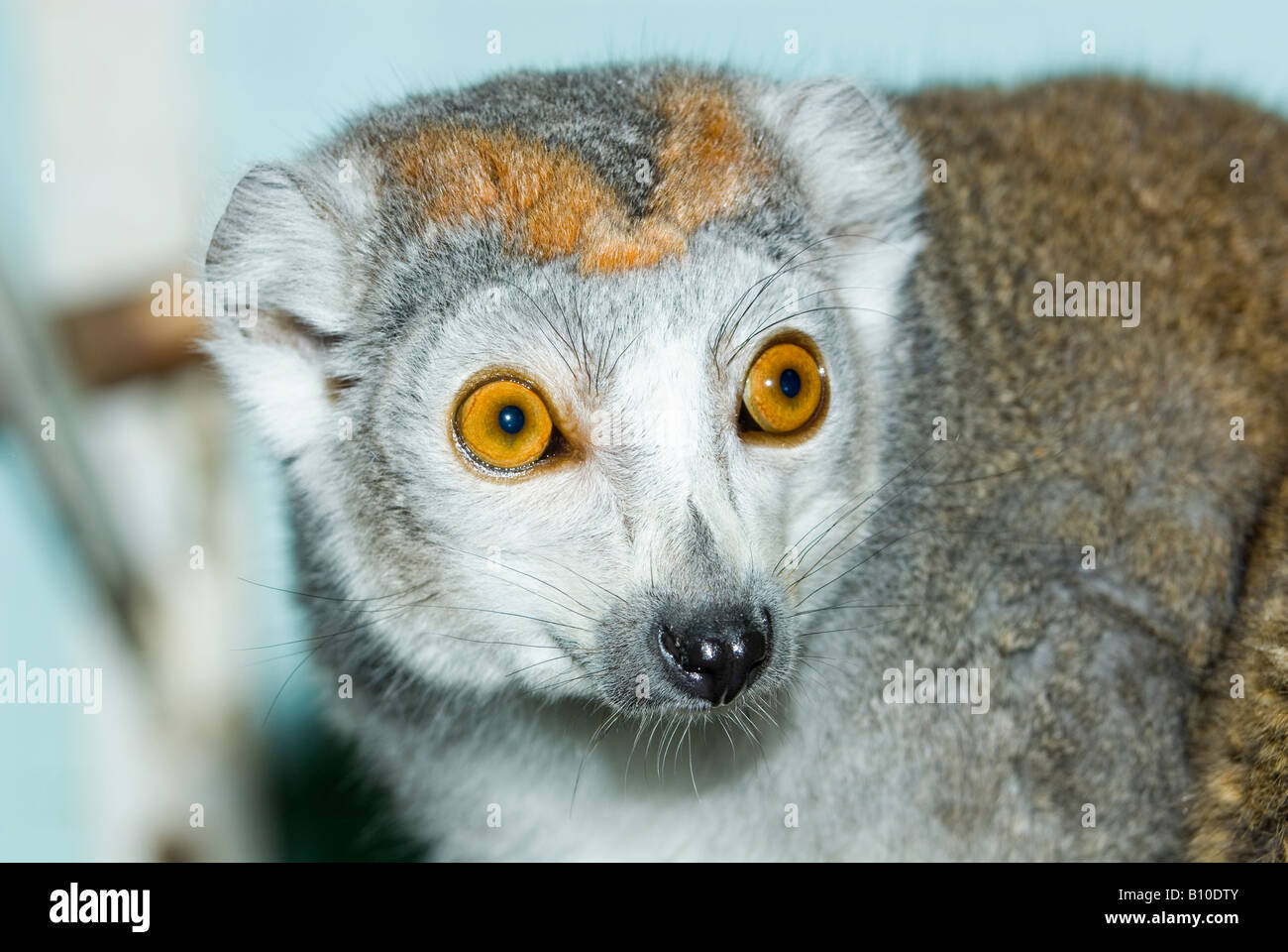 Crowned Lemur Eulemur coronatus Stock Photo - Alamy