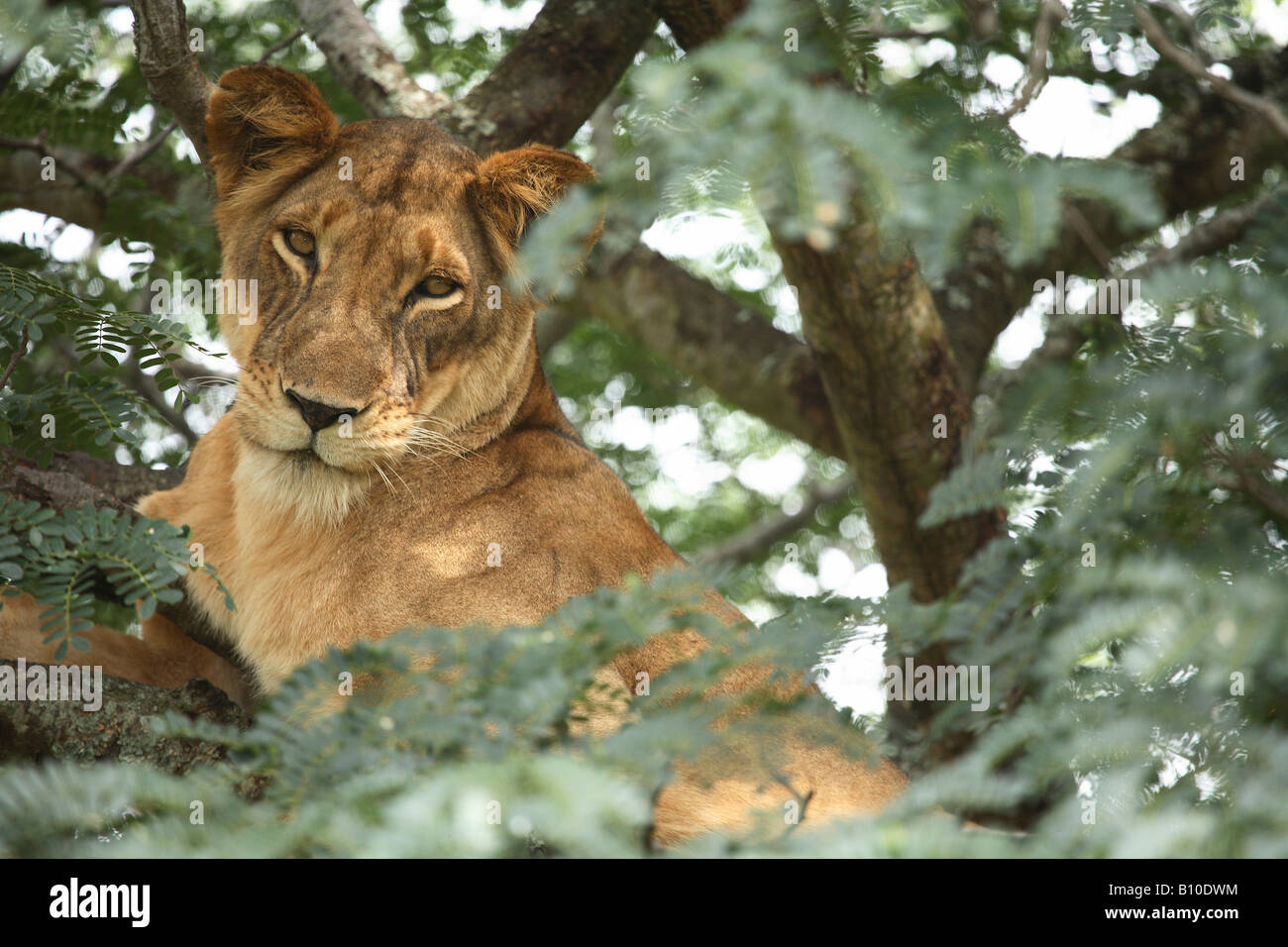 The lion queen hi-res stock photography and images - Alamy