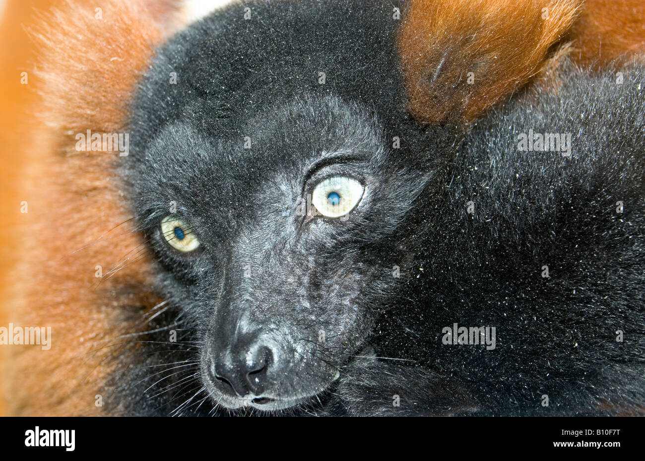 Red Ruffed Lemur Varecia variegata rubra Stock Photo - Alamy
