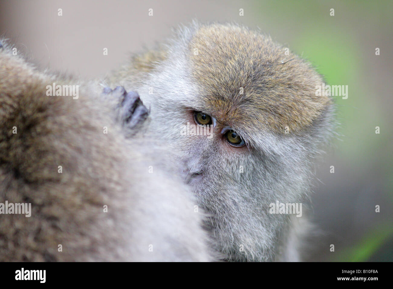 Long-tailed macaques (Macaca fascicularis) grooming Stock Photo - Alamy