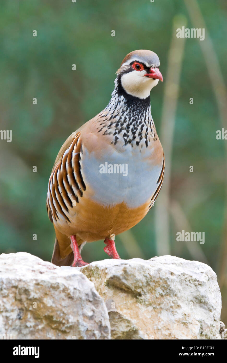 French Red Legged Partridge Alectoris High Resolution Stock Photography ...