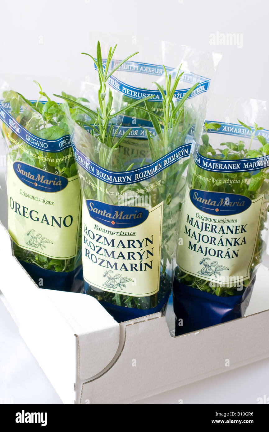 oregano, rozmaryn a majoranka / oregano, rosemary and marjoram Stock ...