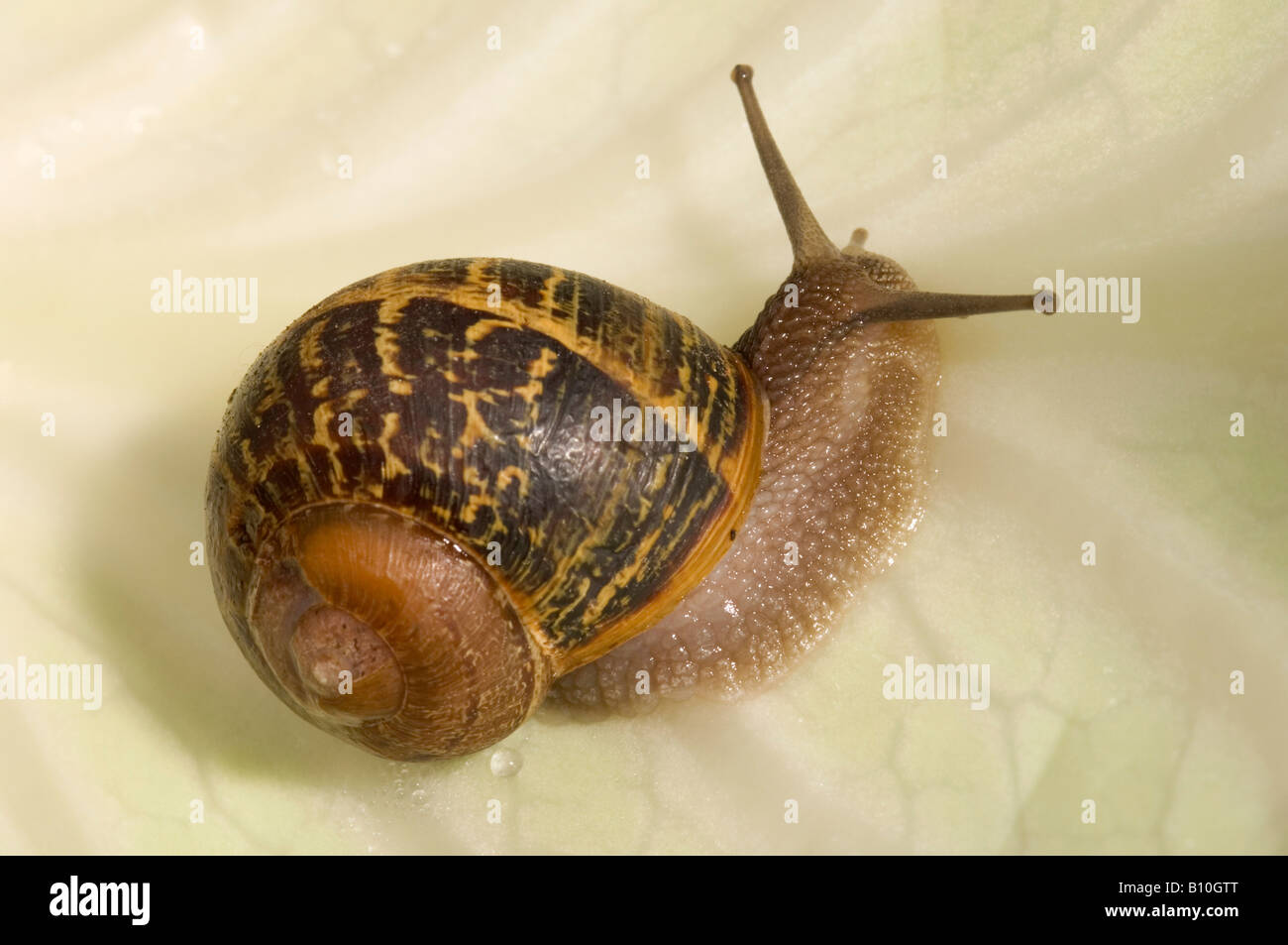 Common garden snail Stock Photo - Alamy