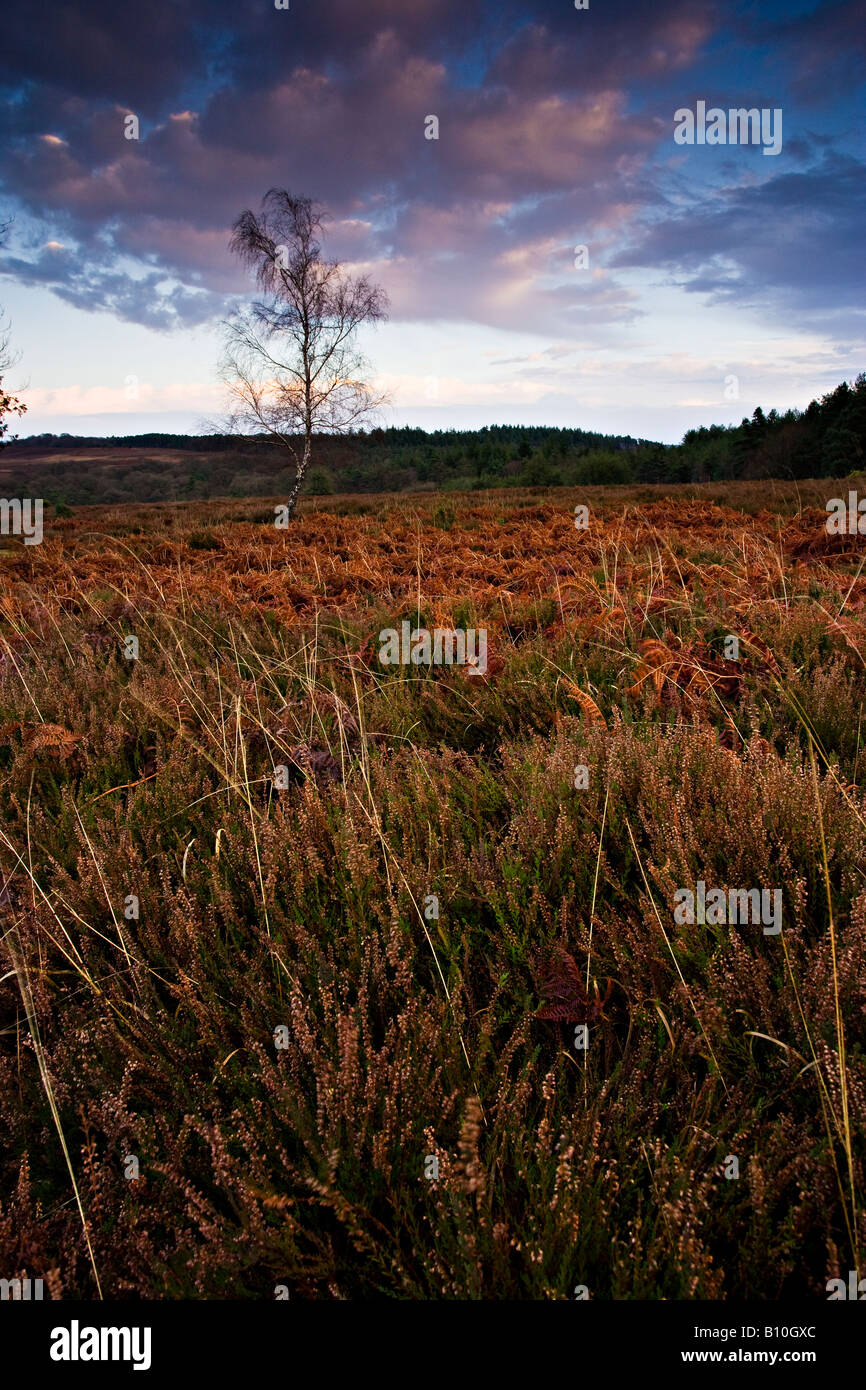 A winter's afternoon at Fritham Cross, New Forest National Park ...