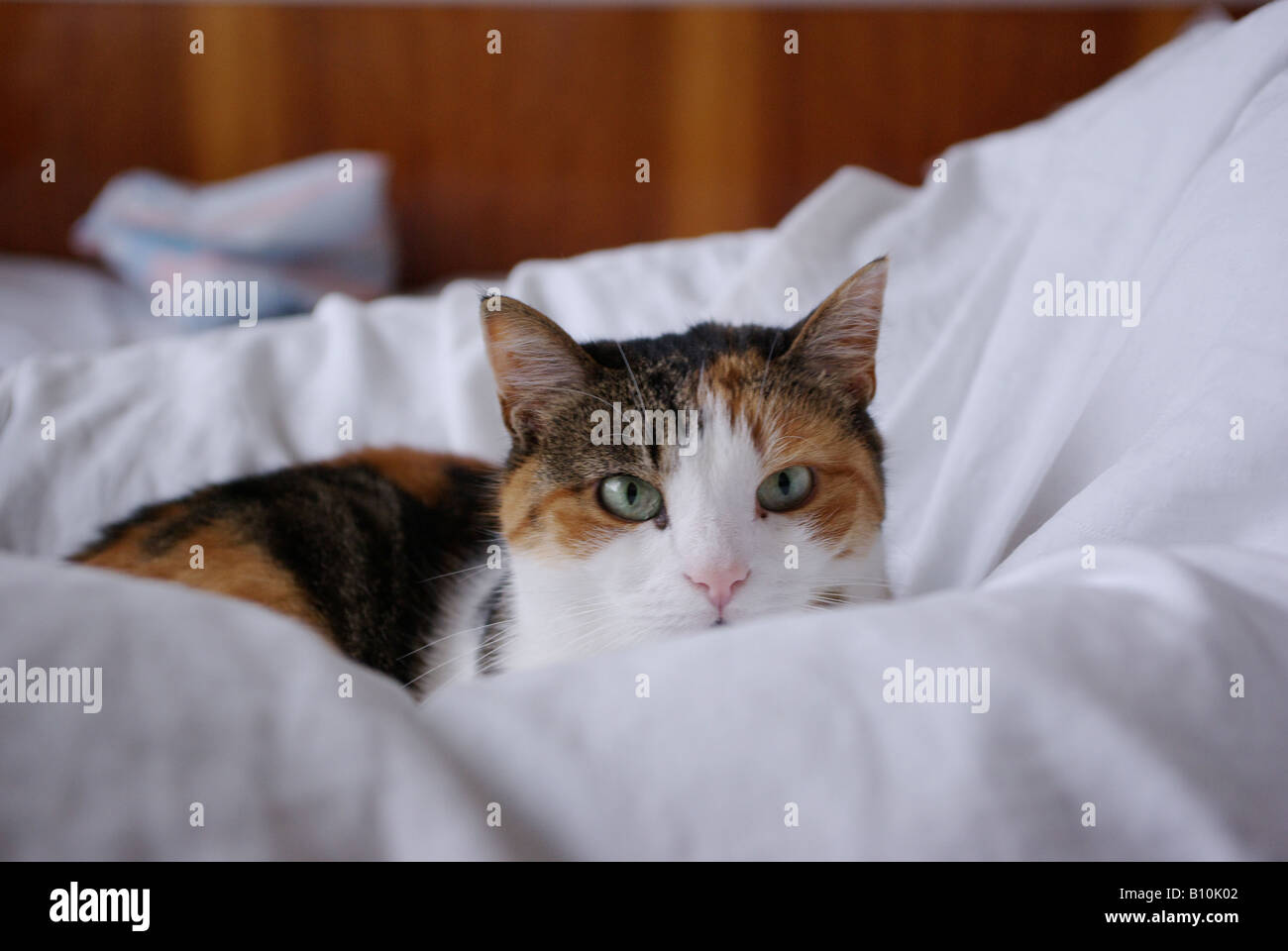 Cat prowling from bed Stock Photo - Alamy