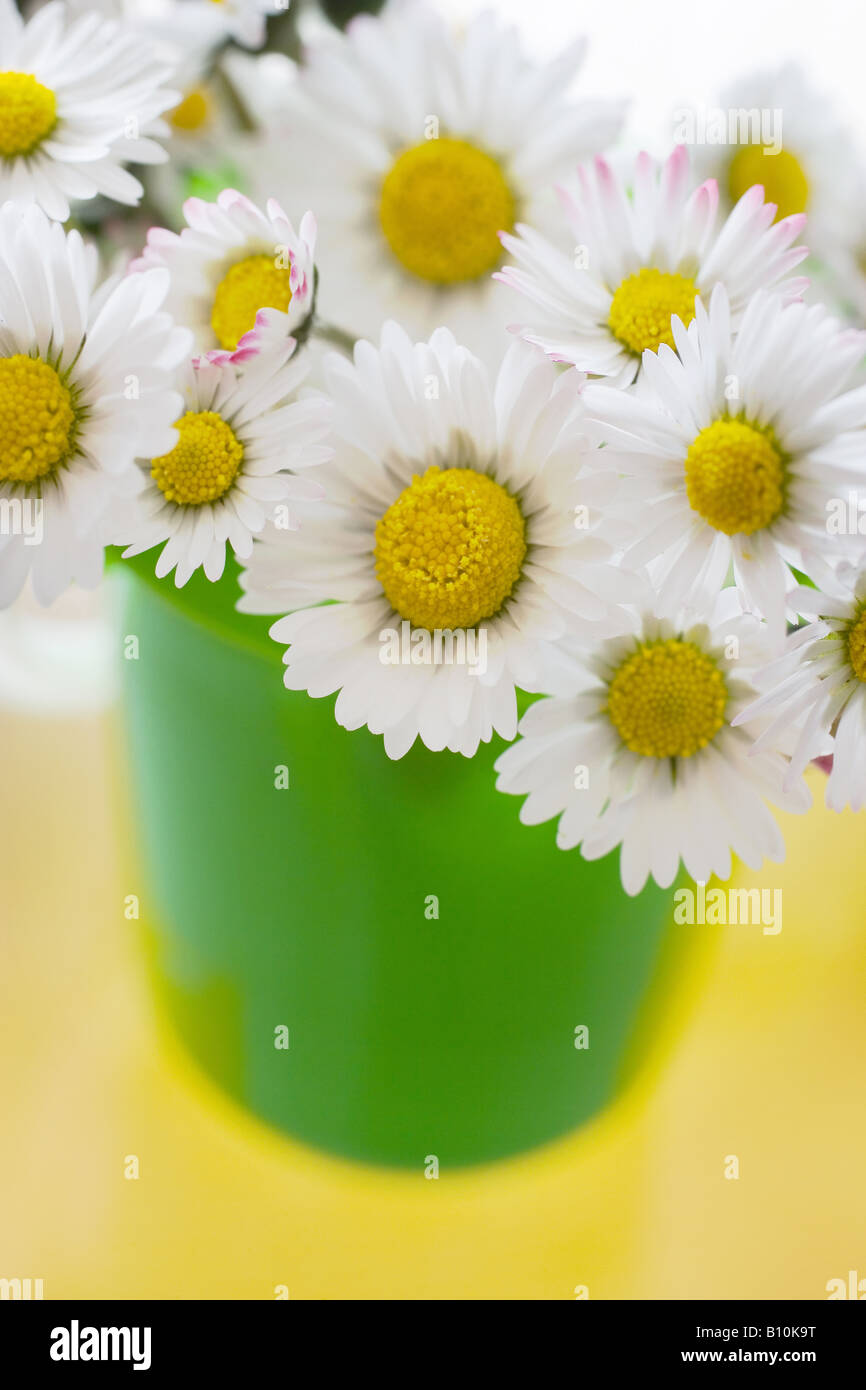 sedmikrasky / daisy / bellis perennis Stock Photo - Alamy
