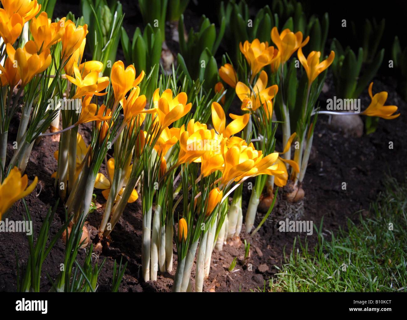 Ocus hi-res stock photography and images - Alamy