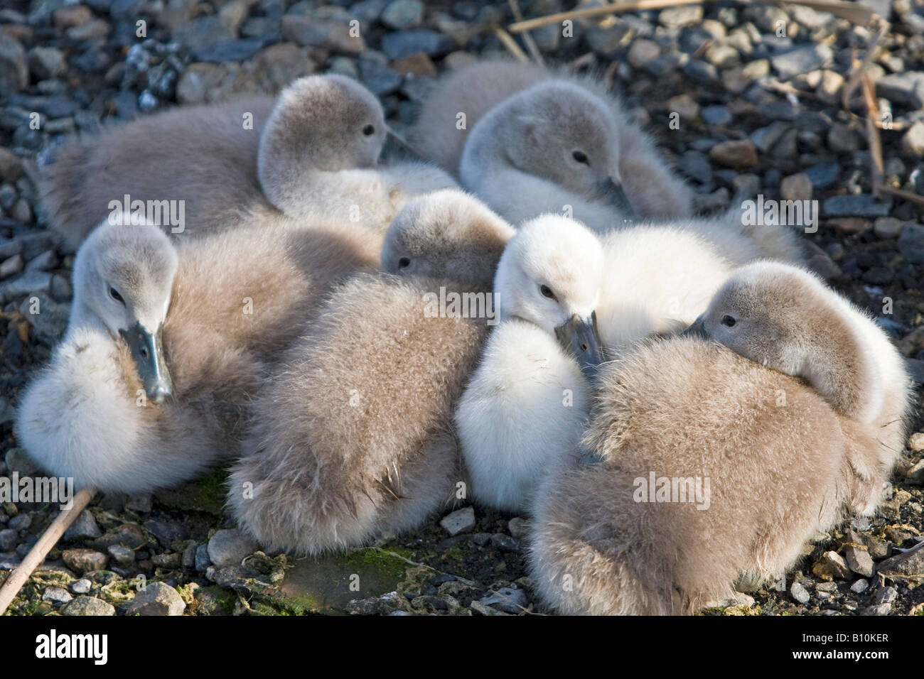 Mute swan goslings Stock Photo - Alamy