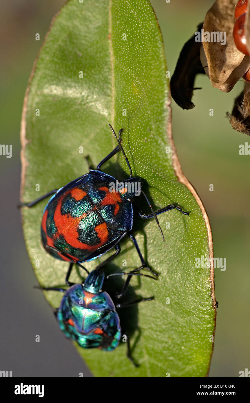 Shield Stink Bug Shieldbug Stinkbug Stock Photo - Alamy