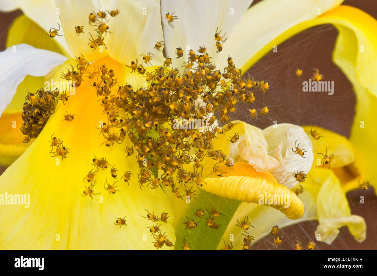 Spiderlings hi-res stock photography and images - Alamy