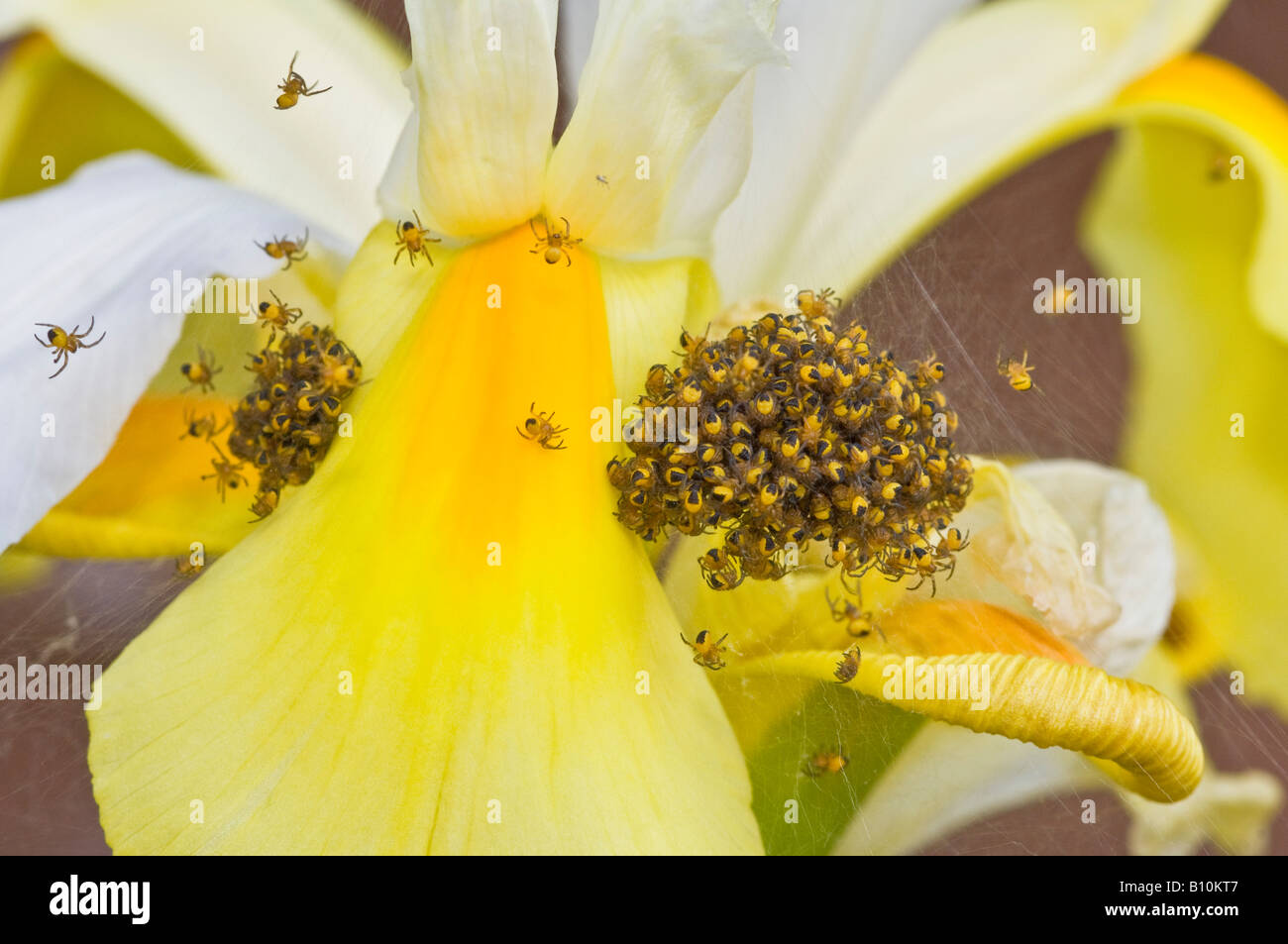 Spiderlings hi-res stock photography and images - Alamy