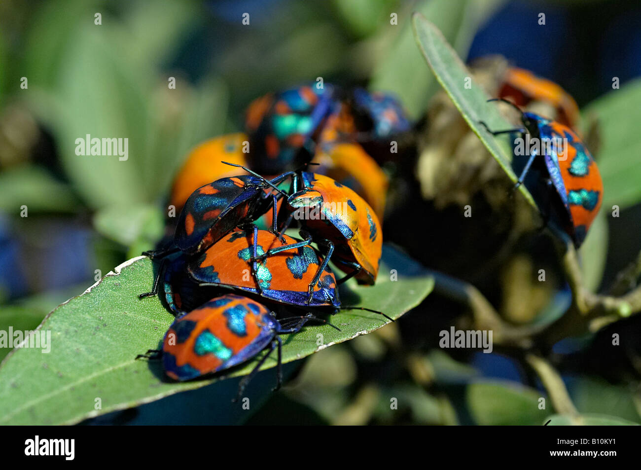 Shield Stink Bug Shieldbug Stinkbug Stock Photo - Alamy