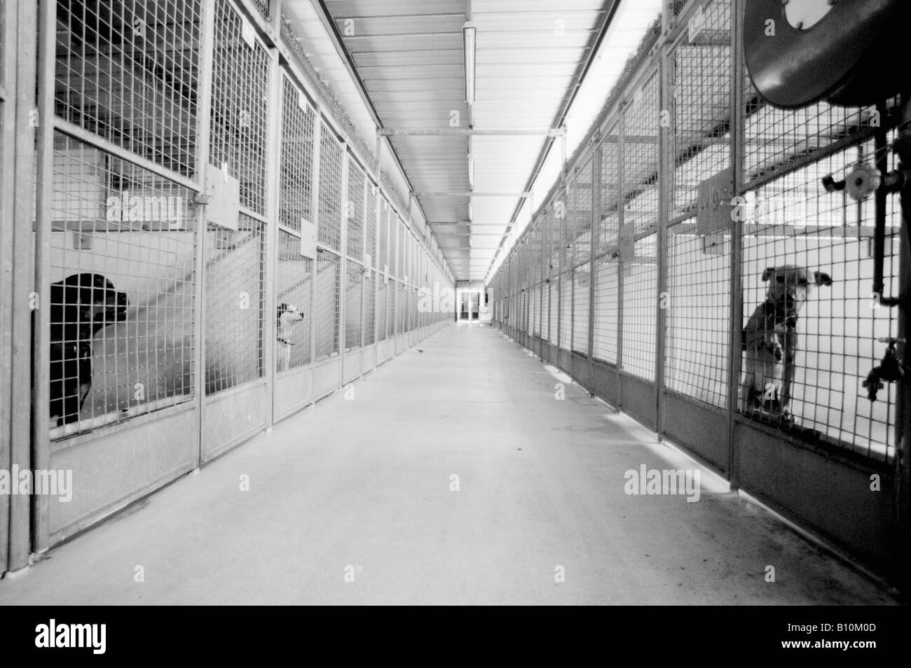 Dogs animal shelter in Black and White Stock Photos & Images - Alamy