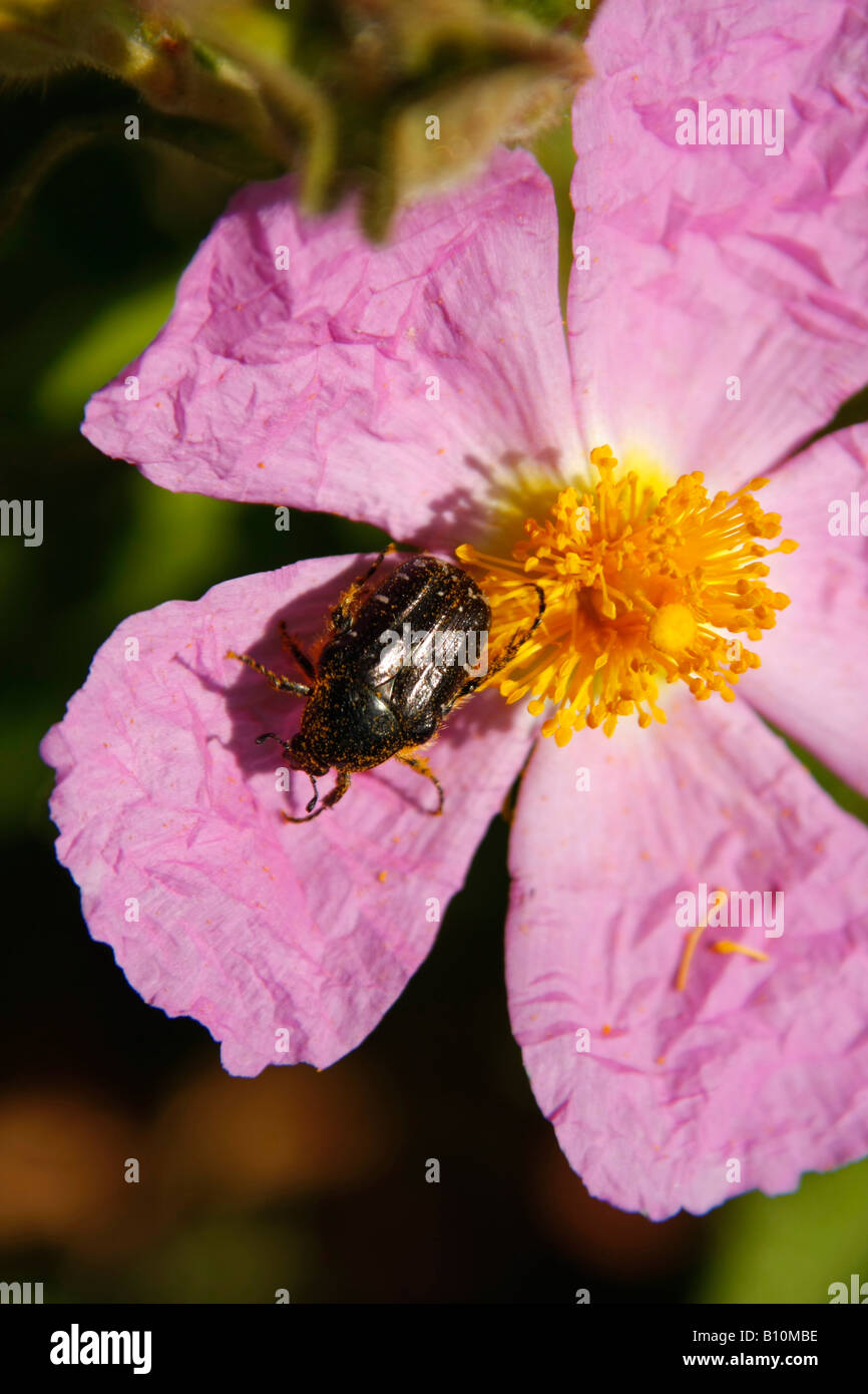 black bug in a wild rose on Corsica France Stock Photo - Alamy