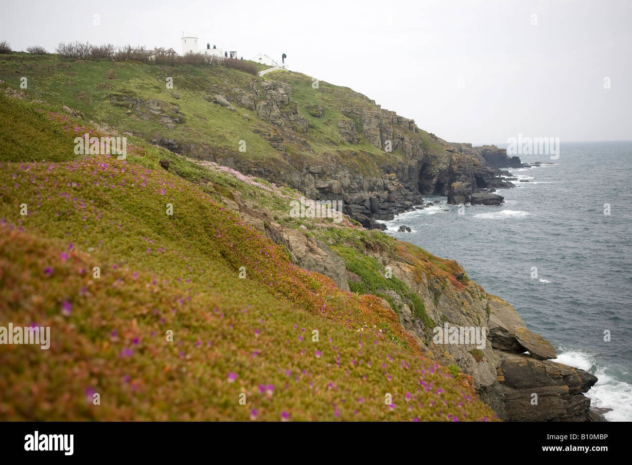 Cliffs with purple dewplant flowers Stock Photo - Alamy