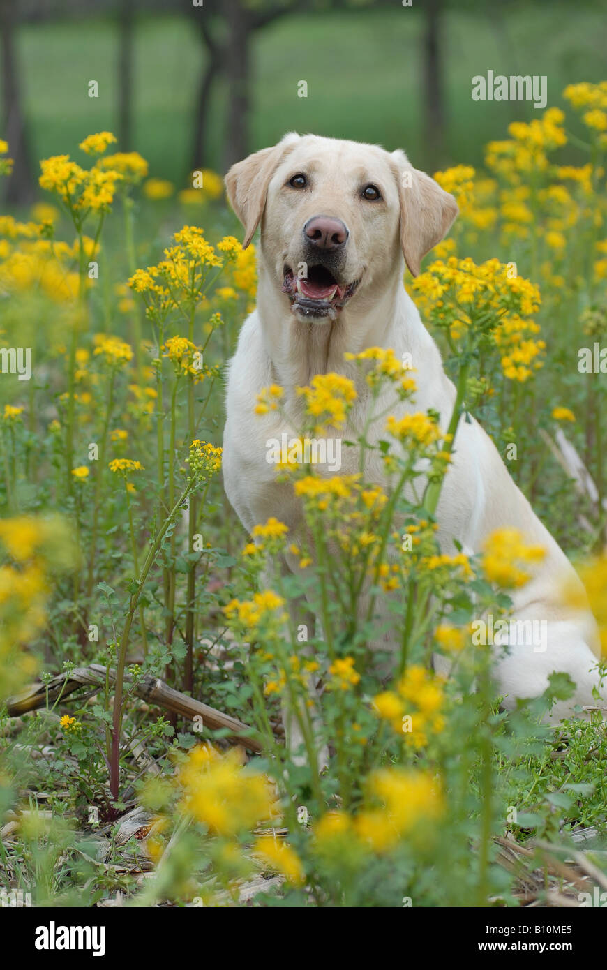Kennel yellow hi-res stock photography and images - Alamy