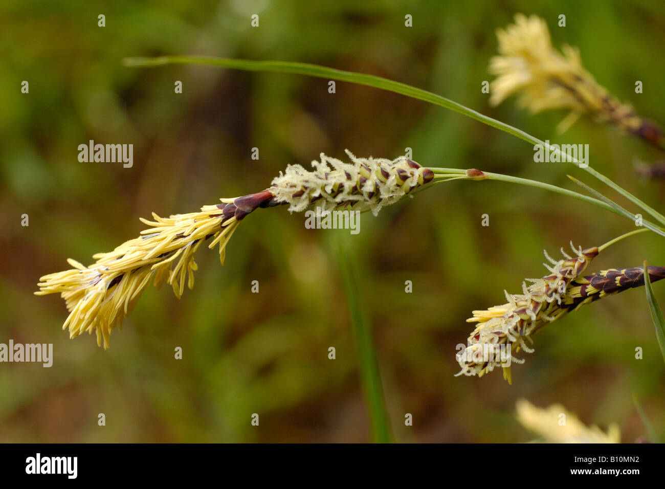 Carex hi-res stock photography and images - Alamy