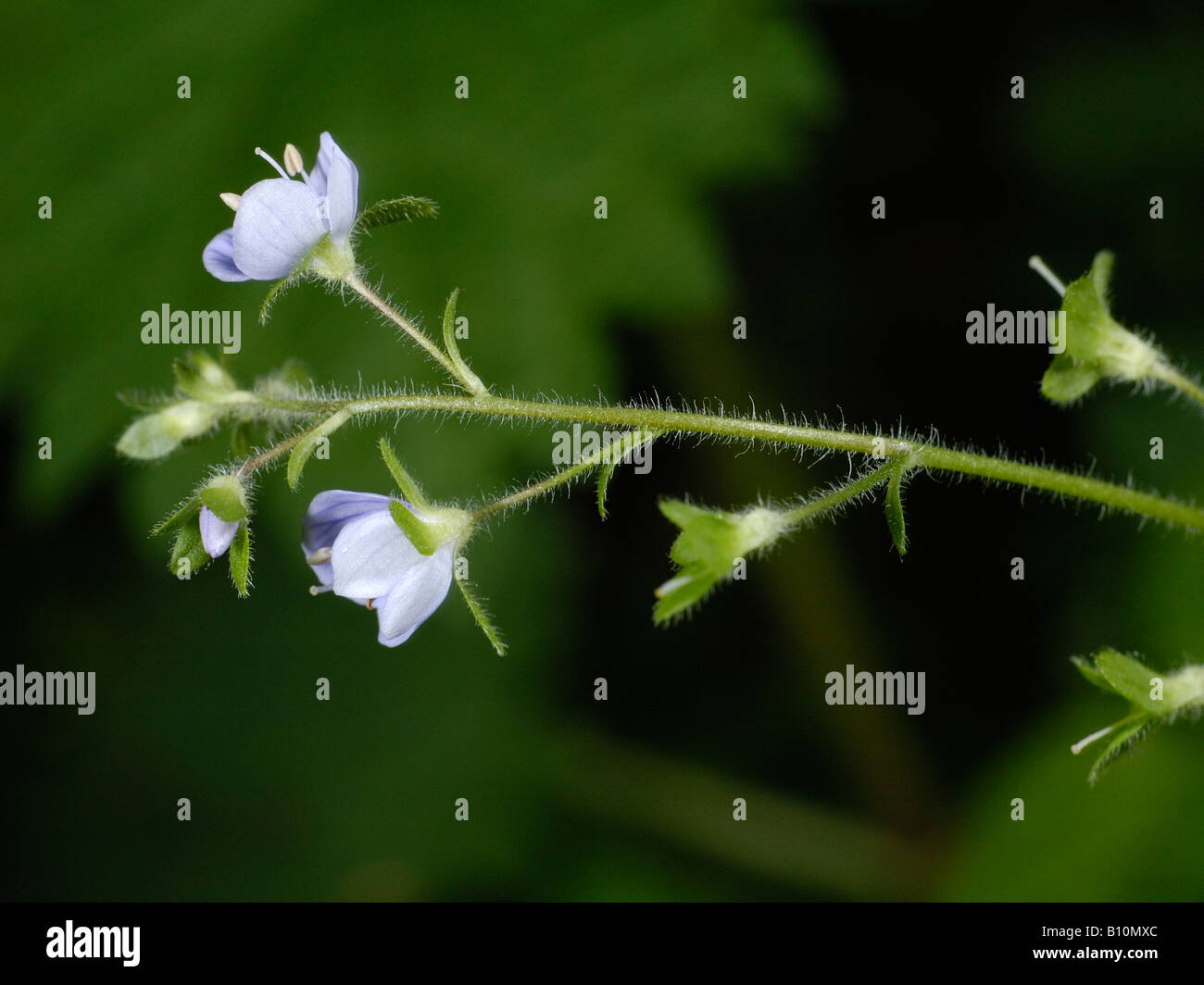 Native speedwell hi-res stock photography and images - Alamy