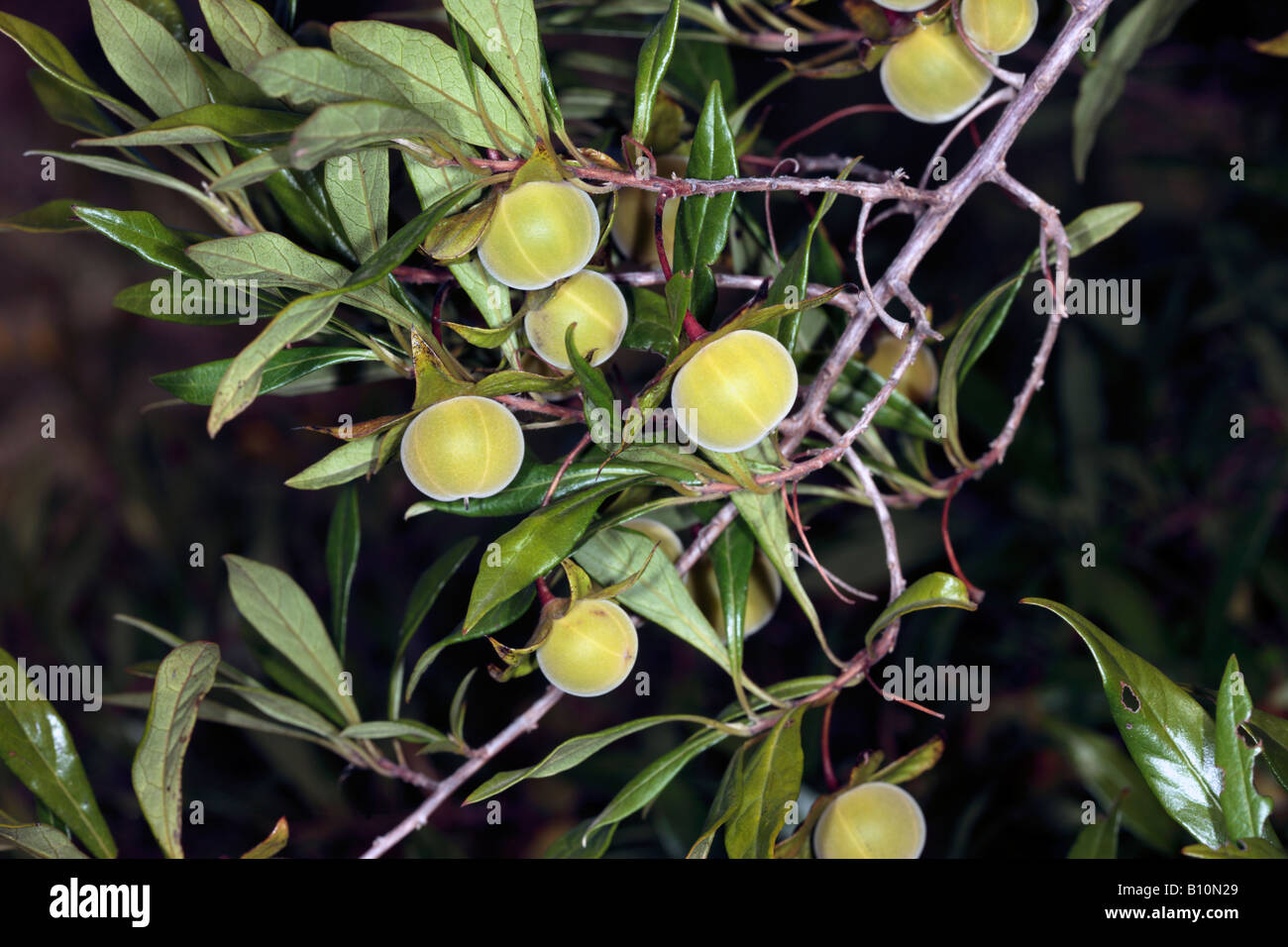 Fruits of African/Cape/False/Hairy Mallow/ Dwarf Hibiscus/ or Sandrose ...
