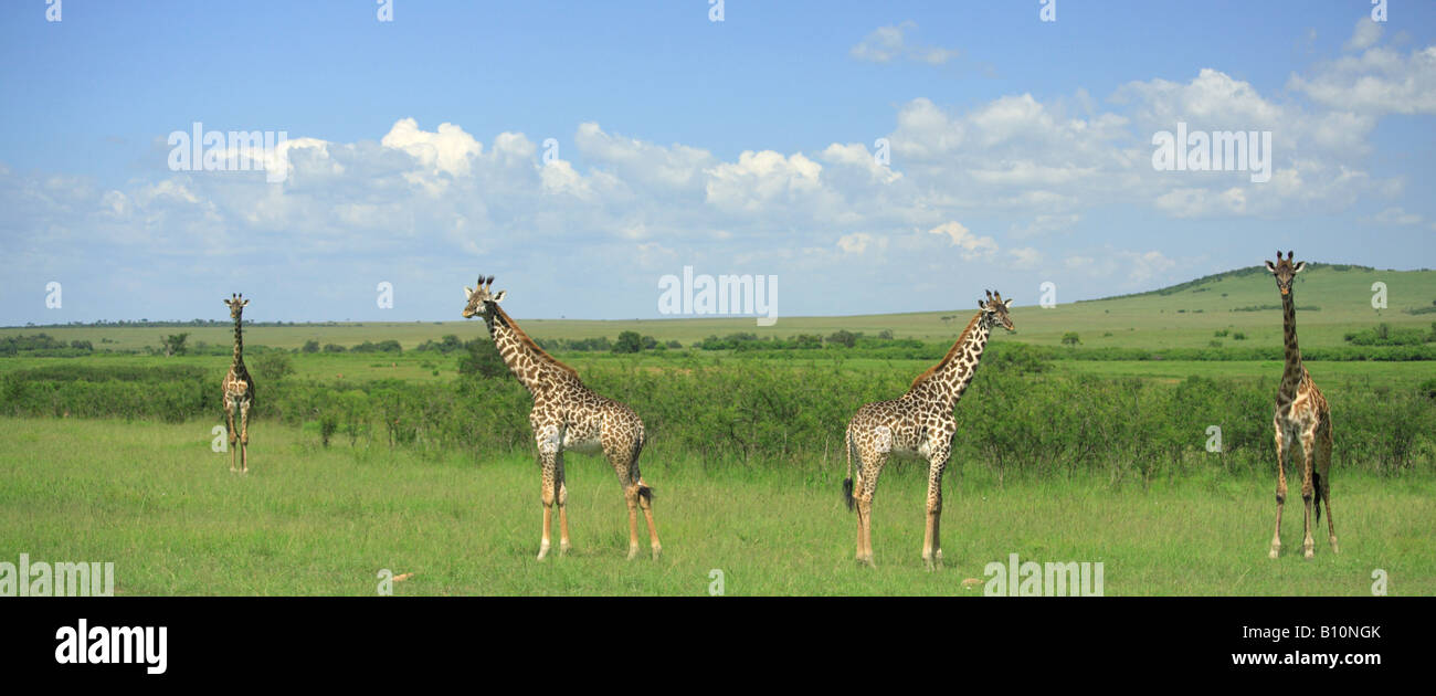 Four symmetrical giraffe Kenya Africa Stock Photo - Alamy
