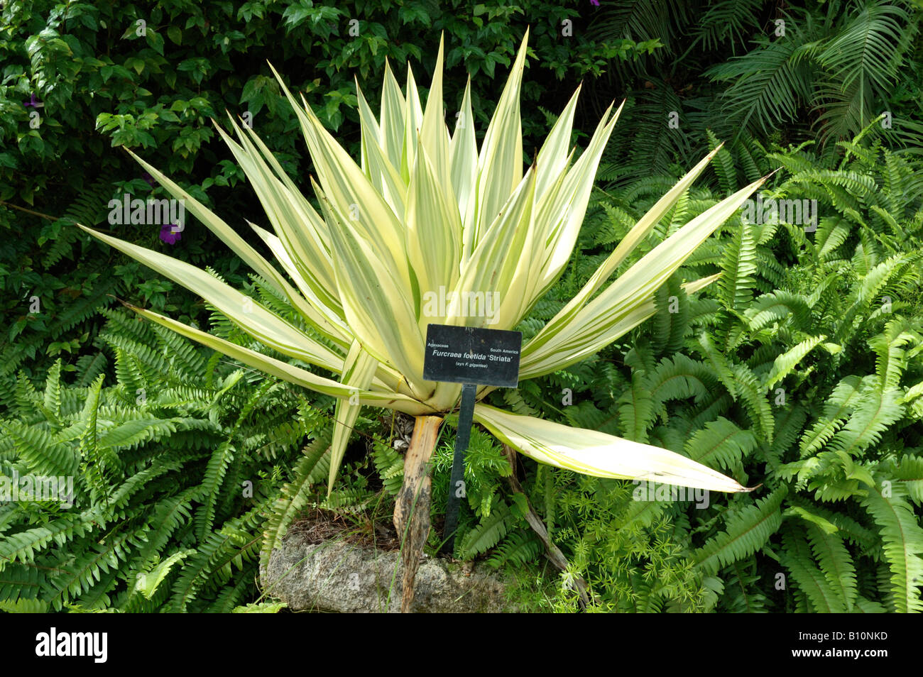 Furcraea hi-res stock photography and images - Alamy