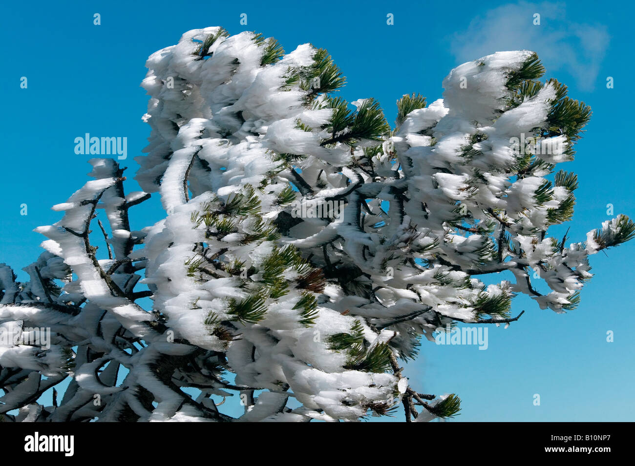 BENDED TREE BRANCH BY FROST Stock Photo - Alamy