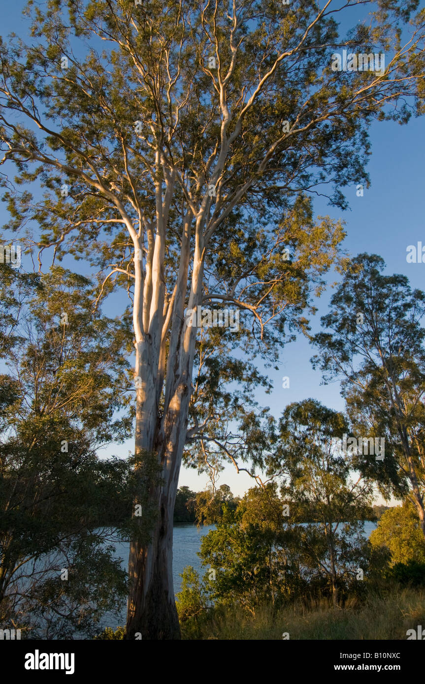 Yeronga park hi-res stock photography and images - Alamy