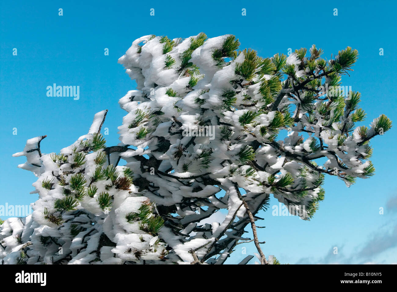 Horizontal branch tree natural hi-res stock photography and images - Alamy