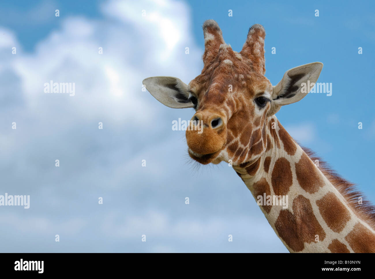 Giraffe and blue sky Stock Photo - Alamy