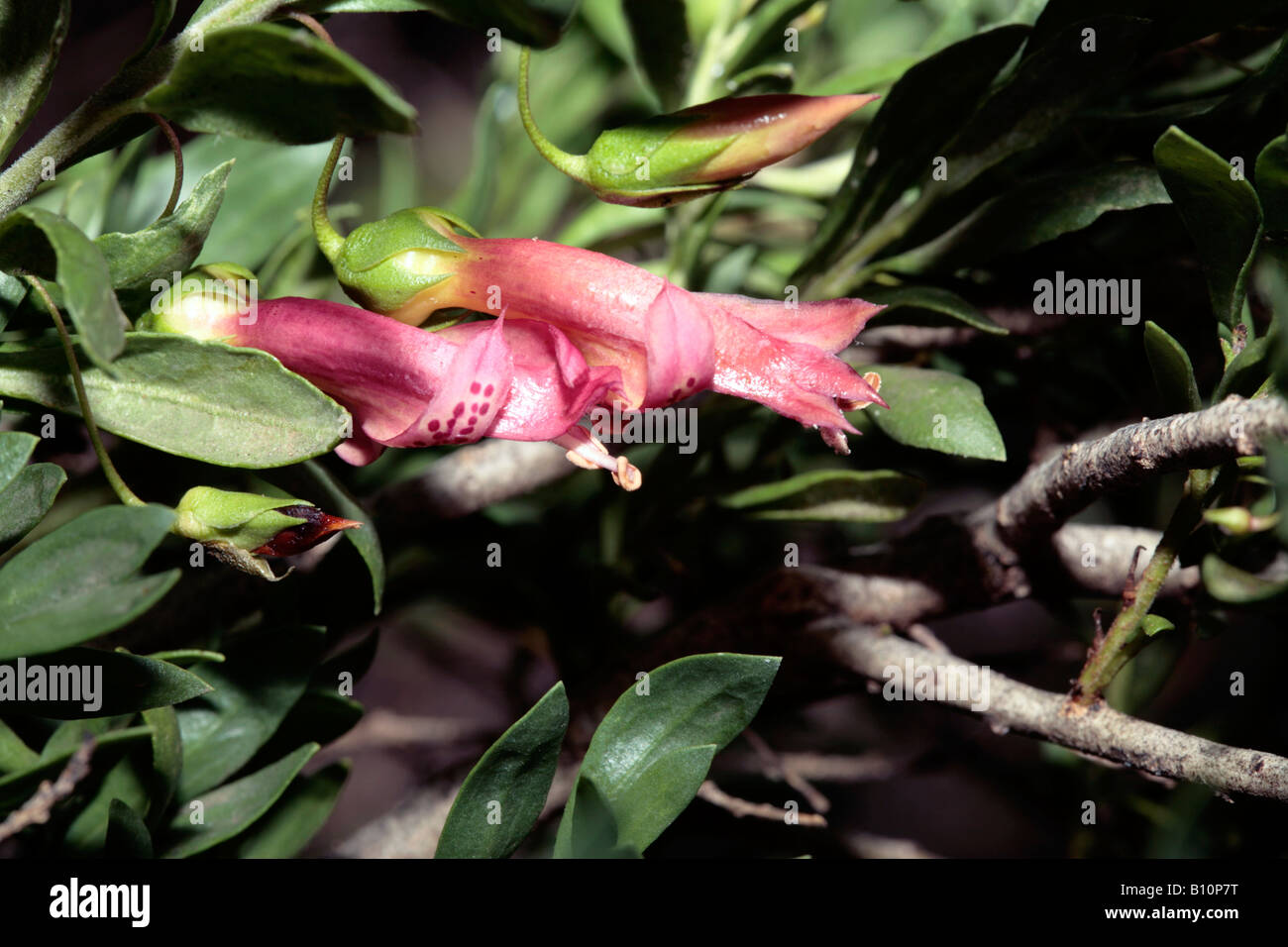 Spotted Fuchsia/ Emubush/Emu-bush-Eremophila maculata-Family ...