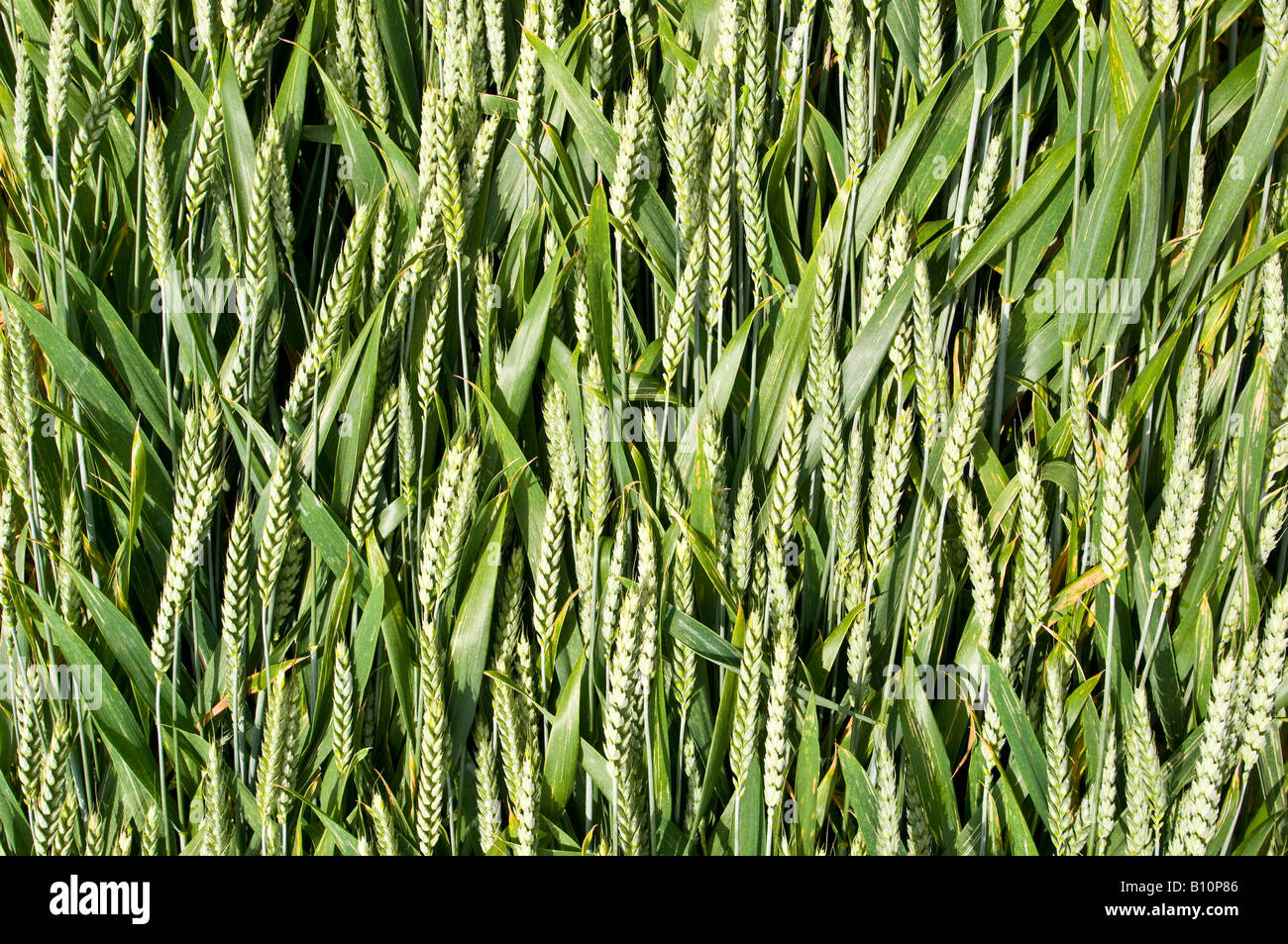 Storm damaged wheat field, sud-Touraine, France Stock Photo - Alamy