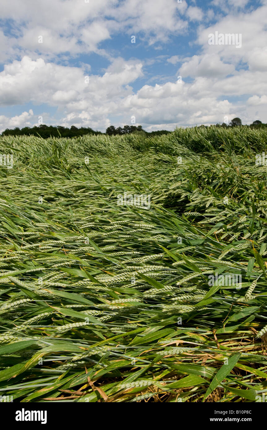 Storm damaged wheat field, sud-Touraine, France Stock Photo - Alamy