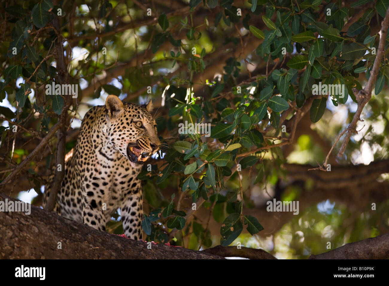 Leopard stands hi-res stock photography and images - Alamy