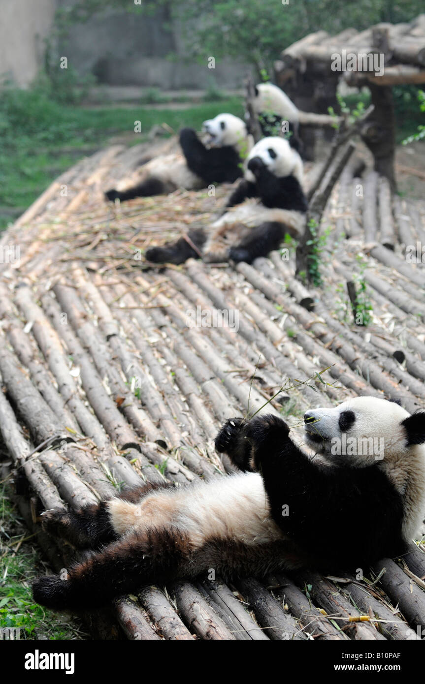 China Sichuan Wolong Panda Reserve Unesco World Heritage site Stock ...