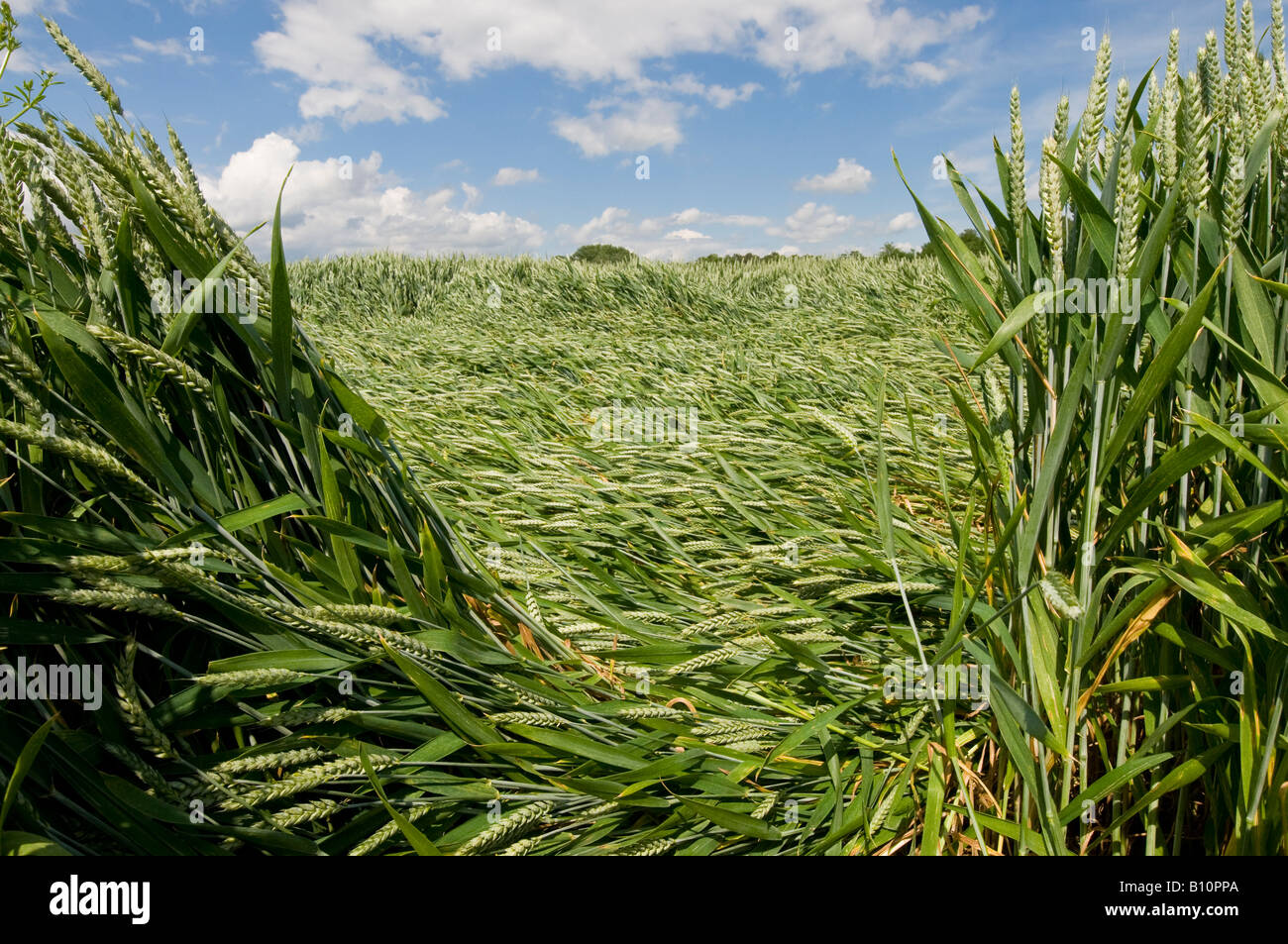 Storm damaged wheat field, sud-Touraine, France Stock Photo - Alamy