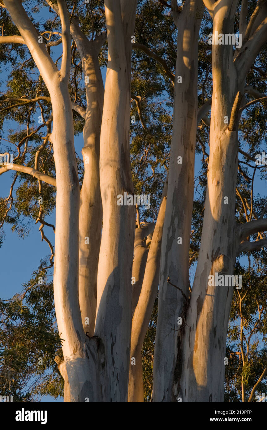 Australian native tree bark hi-res stock photography and images - Alamy