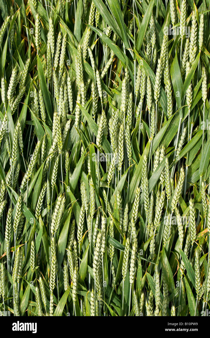 Storm damaged wheat field, sud-Touraine, France Stock Photo - Alamy