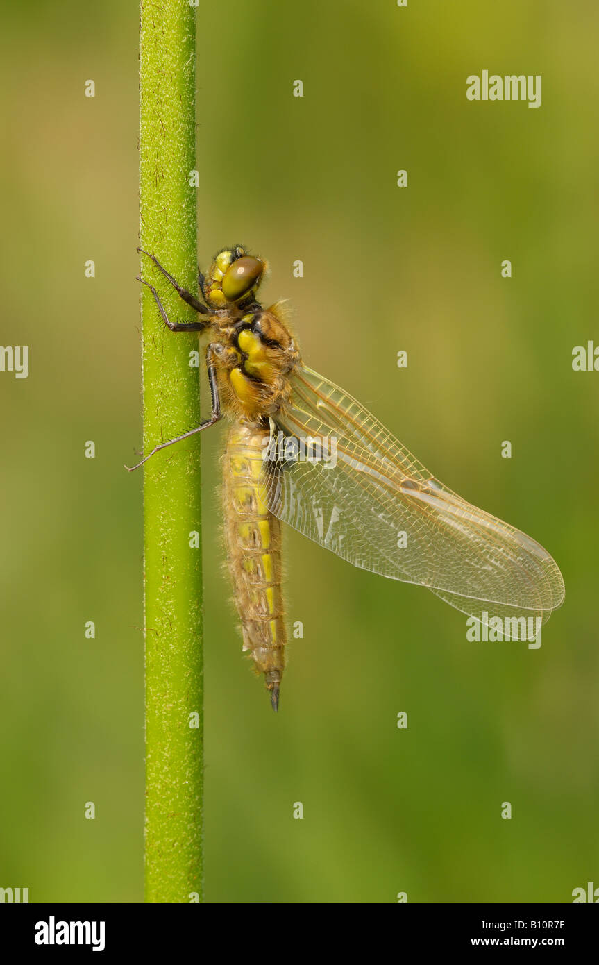 Freshly emerged Four-spot Chaser dragonfly Stock Photo - Alamy