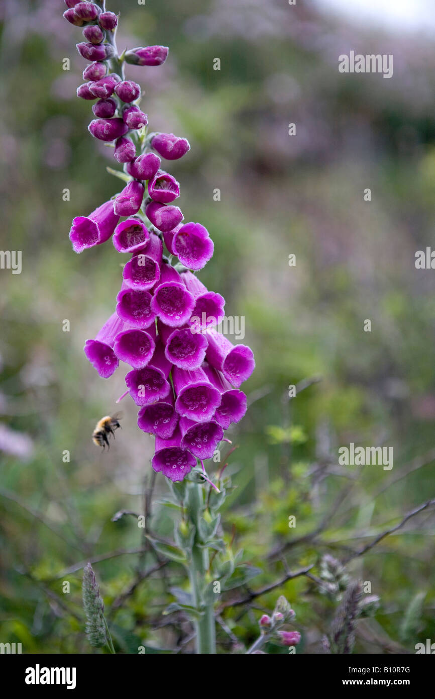 Foxglove flower with bee Stock Photo - Alamy